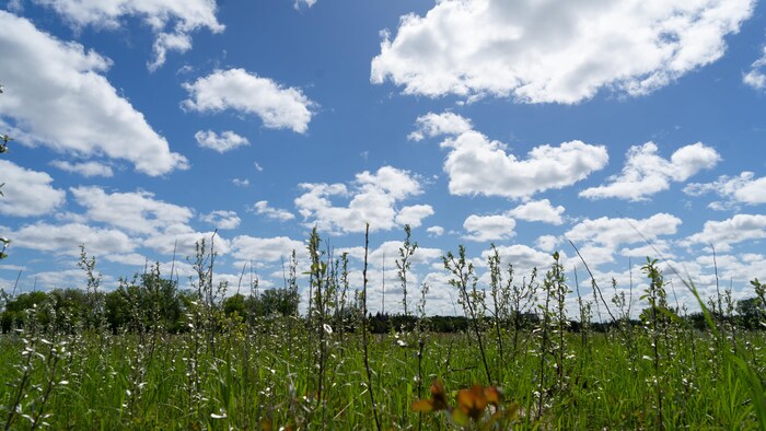 [EN IMAGES] Comment préserver une prairie, à coups de briquet et de ...