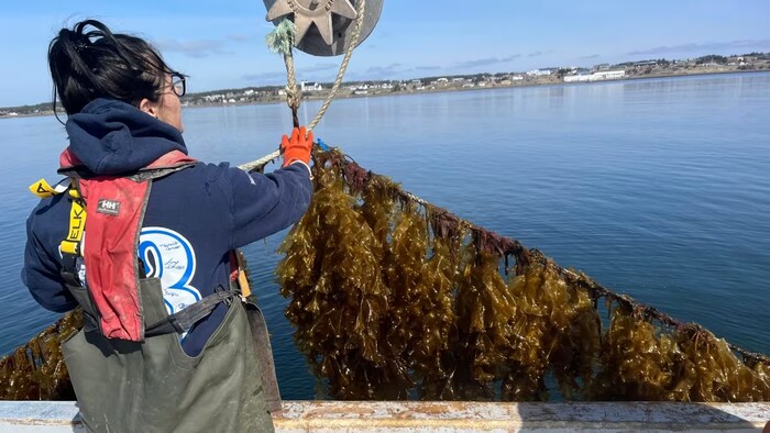 La N.-É. ouvre la voie à la culture du varech, une algue très ...