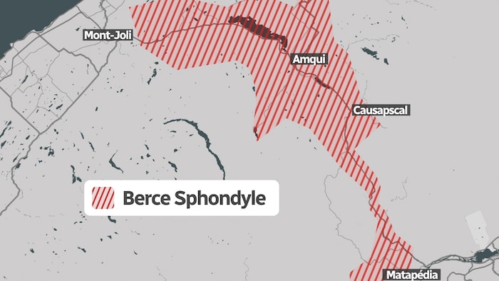 Des plantes exotiques envahissantes se propagent en Gaspésie | Radio-Canada