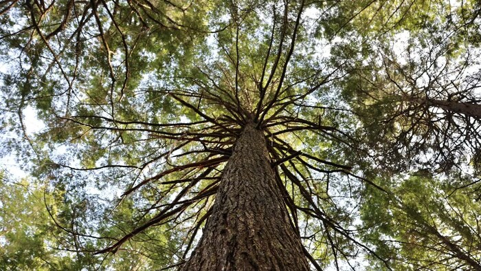 De nouveaux outils pour sauver les pruches de Kejimkujik | Radio-Canada