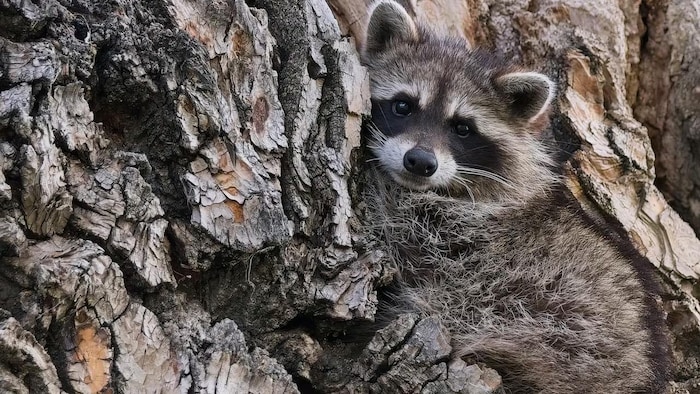 La population de ratons laveurs serait en hausse à Calgary | Radio-Canada