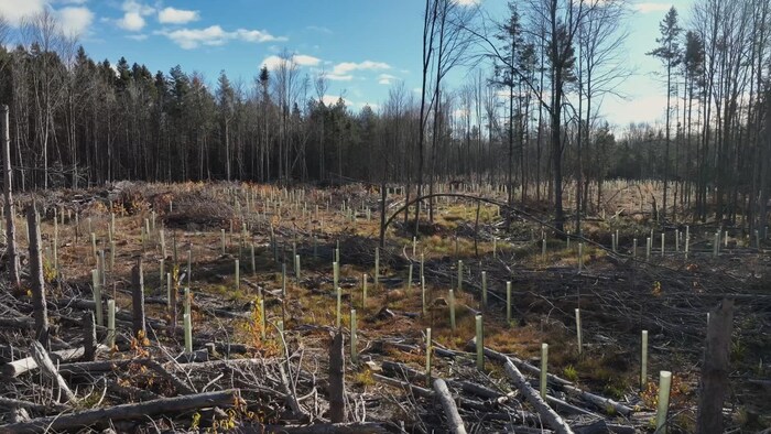 Créer des boisés plus résistants aux changements climatiques | Radio-Canada