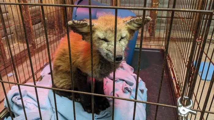Des renards malades aperçus à Rimouski | Radio-Canada