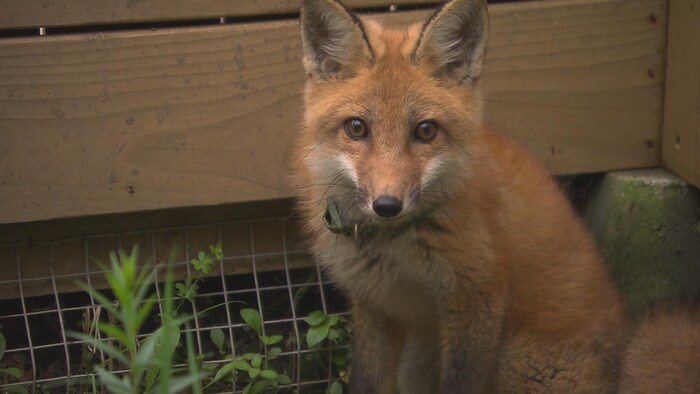 Agrandissement et nouveautés au Centre de la biodiversité à Bécancour ...