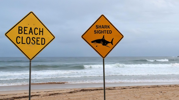Un surfeur mordu lors de la quatrième attaque de requin en trois jours ...