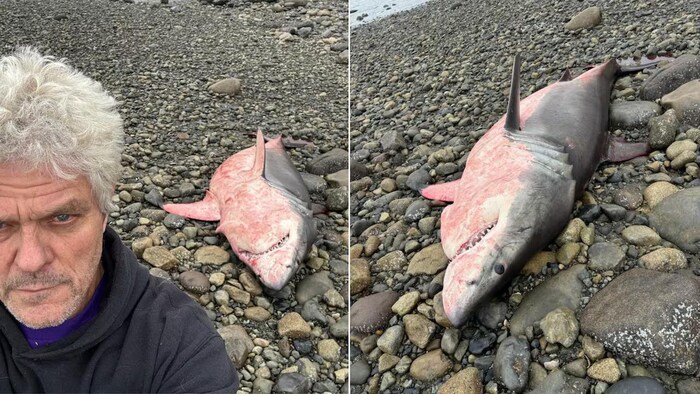 Un grand requin blanc retrouvé mort à Haida Gwaii | Radio-Canada