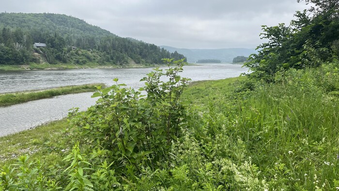 La pêche au saumon restreinte sur la rivière Restigouche | Radio-Canada