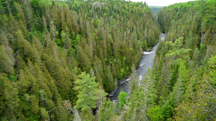 La mauvaise qualité de l’eau nuit aux espèces aquatiques dans la ...
