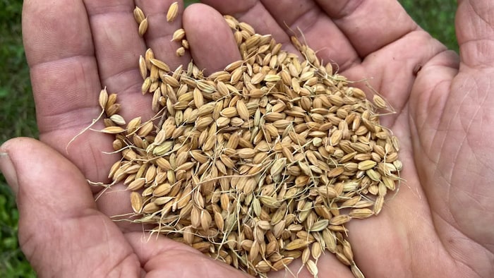 Le riz, ça pousse aussi en Nouvelle-Écosse! | Radio-Canada