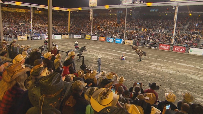 Les rodéos au Québec au coeur de la controverse | Radio-Canada