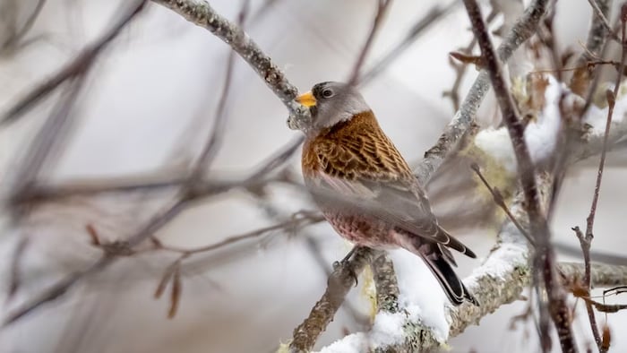 Les ornithologues des Maritimes pourchassent un roselin qui n’est pas d ...