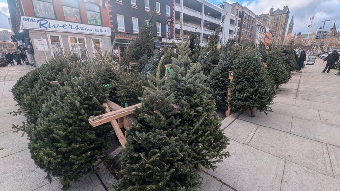 À la recherche du sapin parfait, une histoire de tradition | Radio-Canada