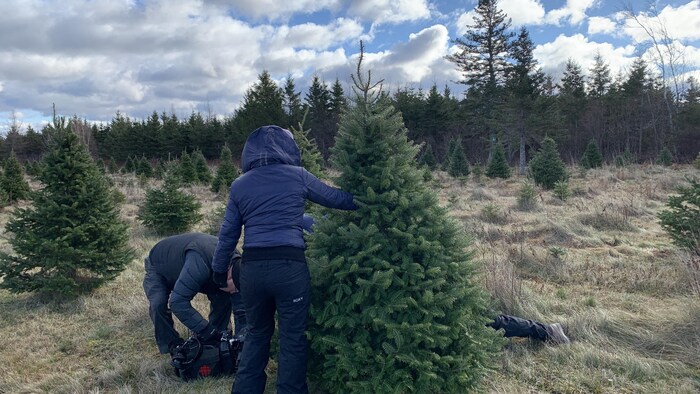 Des centaines de familles à la recherche du sapin de Noël parfait ...