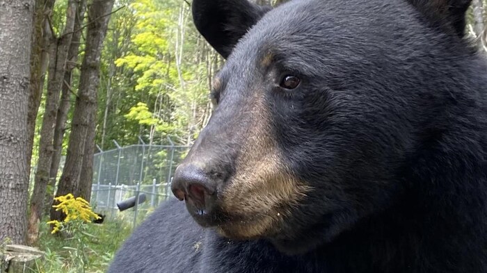 Un ours réfugié de Marineland s’épanouit dans une réserve faunique ...