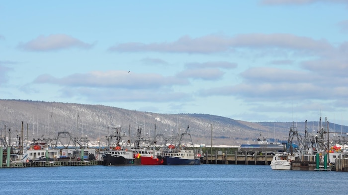 Tout ce qu’il faut savoir sur le sébaste | Radio-Canada
