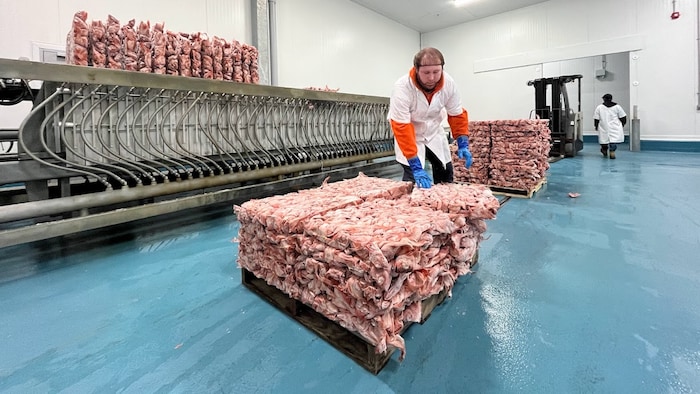 Tout ce qu’il faut savoir sur le sébaste | Radio-Canada