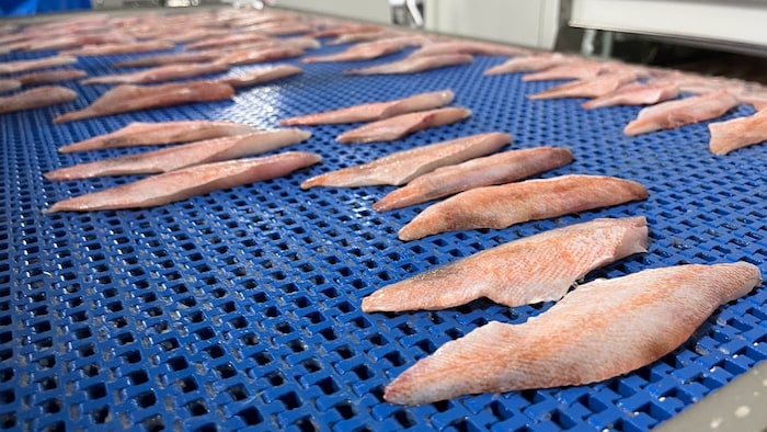 Tout ce qu’il faut savoir sur le sébaste | Radio-Canada