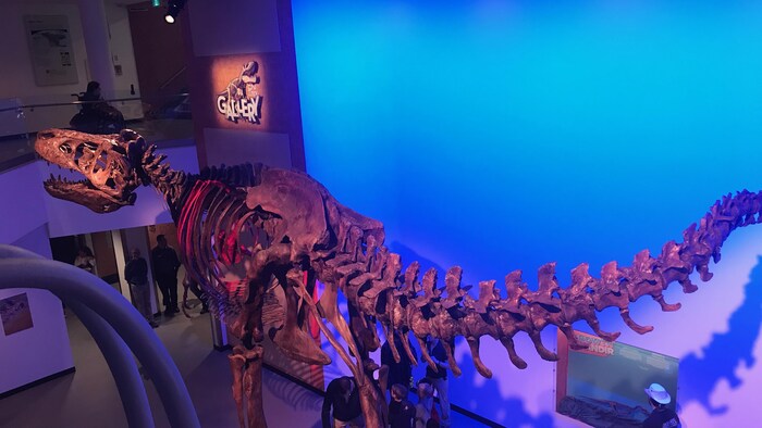 Le musée royal de la Saskatchewan accueille Scotty, le plus grand ...