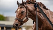 Un Monument Pour Immortaliser Le Cheval Secretariat Au Kentucky Radio