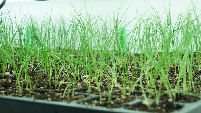 Un parc nourricier en plein cœur de Saint-Damien-de-Buckland | Radio-Canada