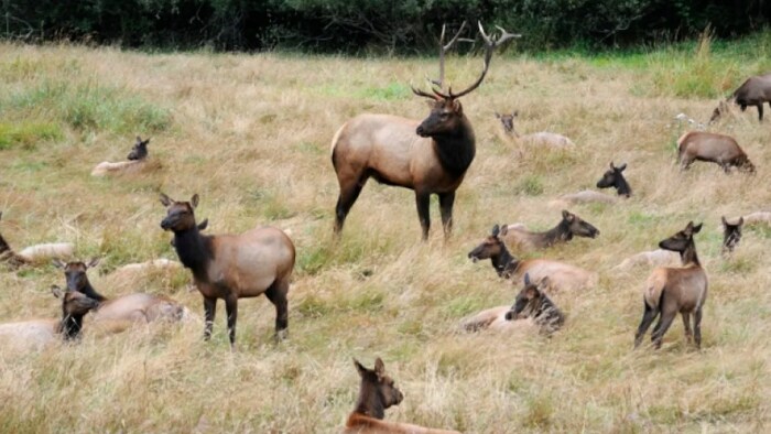 Idineklara ng Korte Suprema na ang Sinixt Indigenous nation ay hindi pa ...
