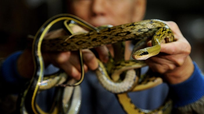 Perd-on l’appétit pour la soupe de serpent? | Radio-Canada