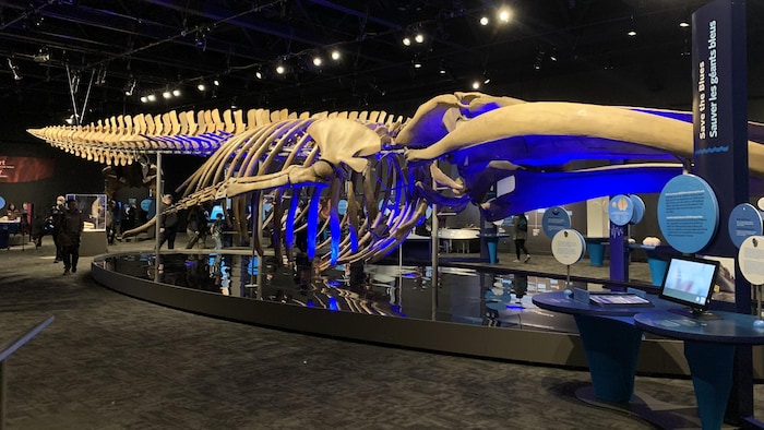 Un squelette d’une baleine bleue exposé au Telus World of Science d ...