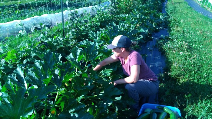 Des agricultrices gaspésiennes ont les yeux rivés sur la communauté ...