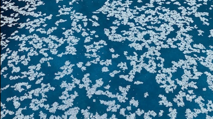 Des jardins envahis par le polystyrène de construction | Radio-Canada