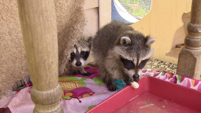 Une passionnée d’animaux sauvages à la rescousse de bébés ratons ...