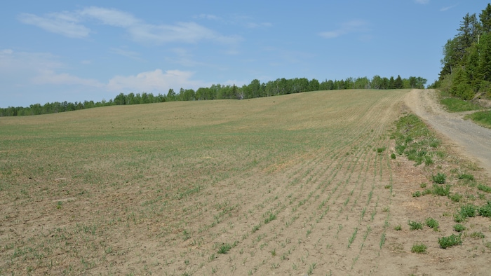 Le temps sec fait craindre le pire aux agriculteurs | Radio-Canada