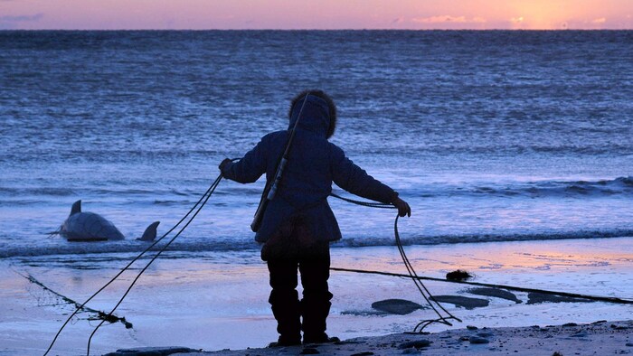 Unir le savoir ancestral et occidental au Sommet du béluga | Radio-Canada
