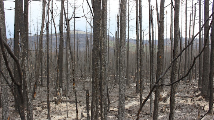 La forêt boréale brûle de plus en plus, et c’est un problème pour le ...