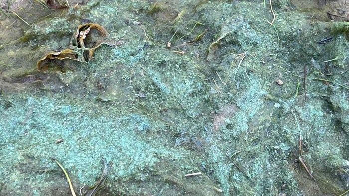 Des algues bleu-vert observées à Yellowknife | Radio-Canada