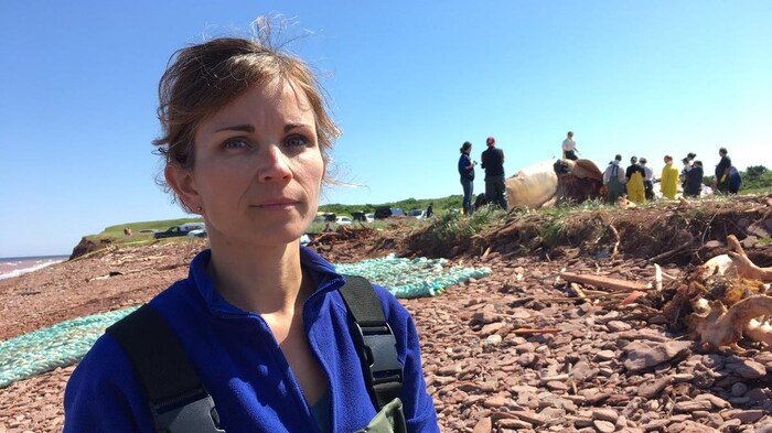 Baleine noire : les humains responsables de la moitié des mortalités ...