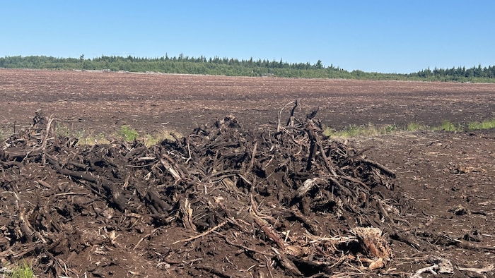 La sécheresse freine la récolte de tourbe dans la Péninsule acadienne ...