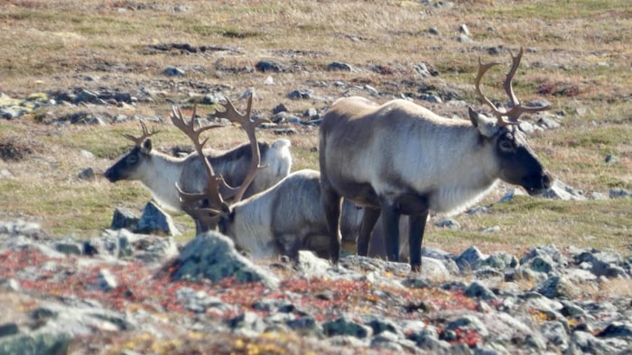 Le récréotourisme, une menace pour le caribou montagnard de la Gaspésie ...