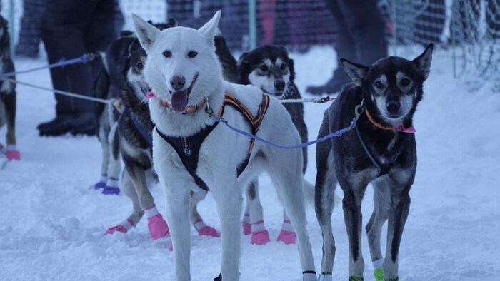 Une première course de chiens de traîneau dans la vallée de la ...