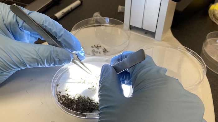 Des chercheurs manitobains découvrent 17 nouveaux virus chez les ...