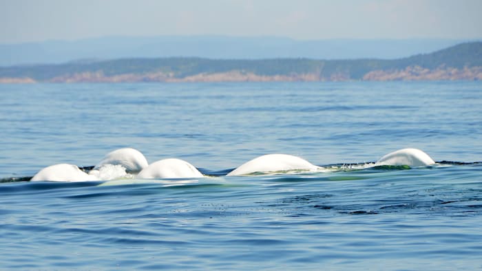 Corridor du Nord canadien : des scientifiques craignent un impact ...