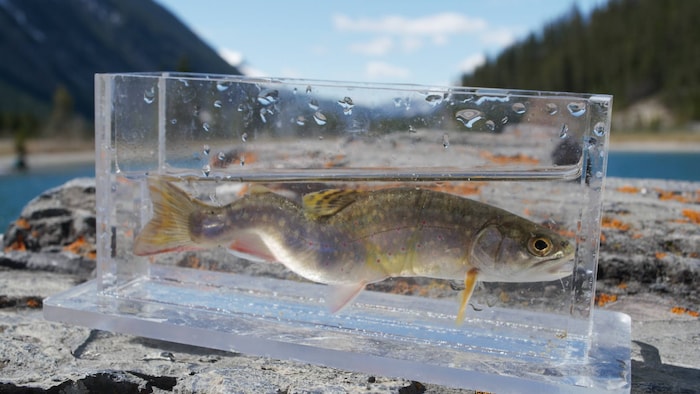 De nouveaux cas de tournis des truites recensés en Colombie-Britannique ...