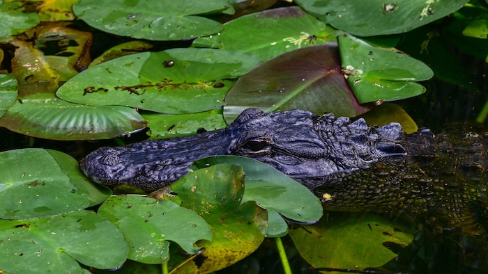 L’« Alcatraz des alligators », la prison pour sans-papiers au cœur des ...