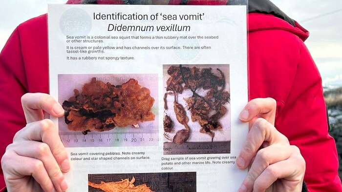 Des pêcheurs de la baie de Fundy récupèrent des tuniciers envahissants ...