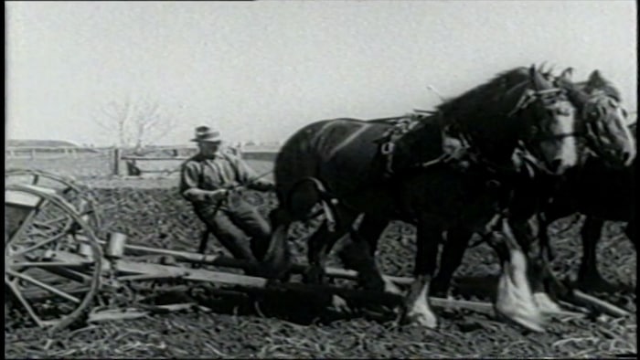 Quel avenir pour les chevaux sauvages de l’Alberta? | Radio-Canada