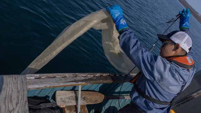 Des chercheurs étudient les algues arctiques pour surveiller la baie de ...