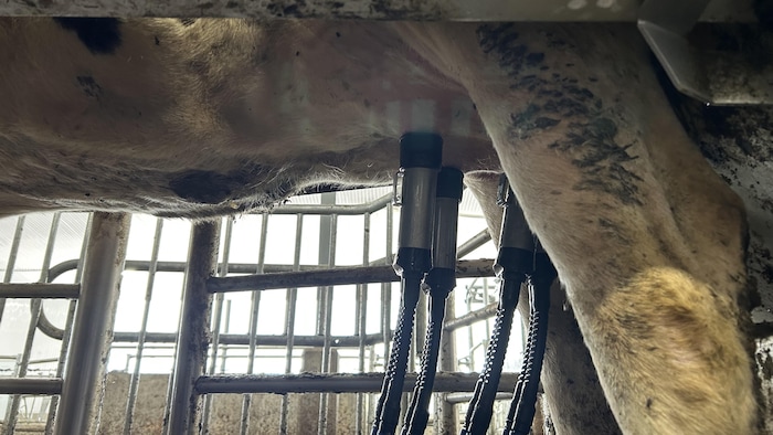 Des producteurs laitiers se tournent vers l’avenir | Radio-Canada