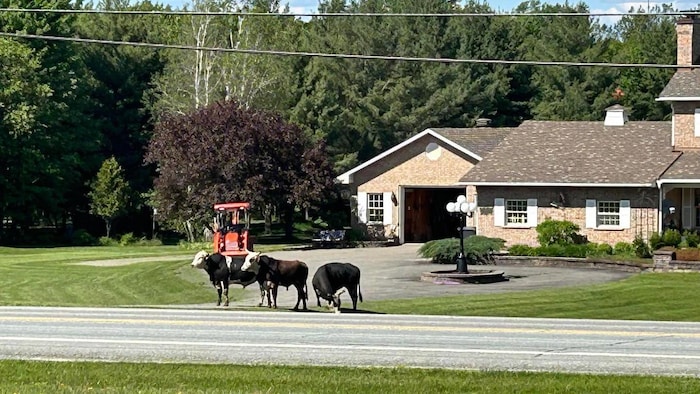 Des taureaux en cavale à Cookshire-Eaton | Radio-Canada