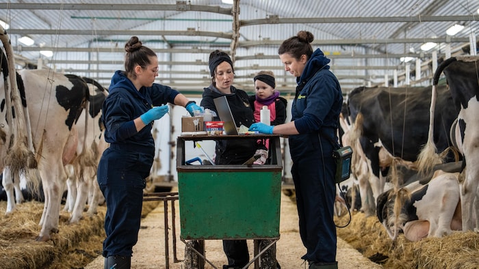 Un service vétérinaire pour animaux de ferme efficace en Abitibi-Ouest ...