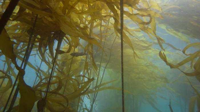 Des fermes de varech pour lutter contre les changements climatiques ...