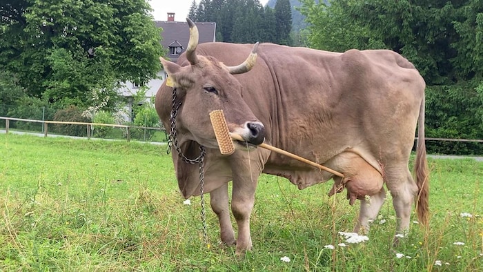 Veronika, la vache qui se gratte avec un balai | Radio-Canada